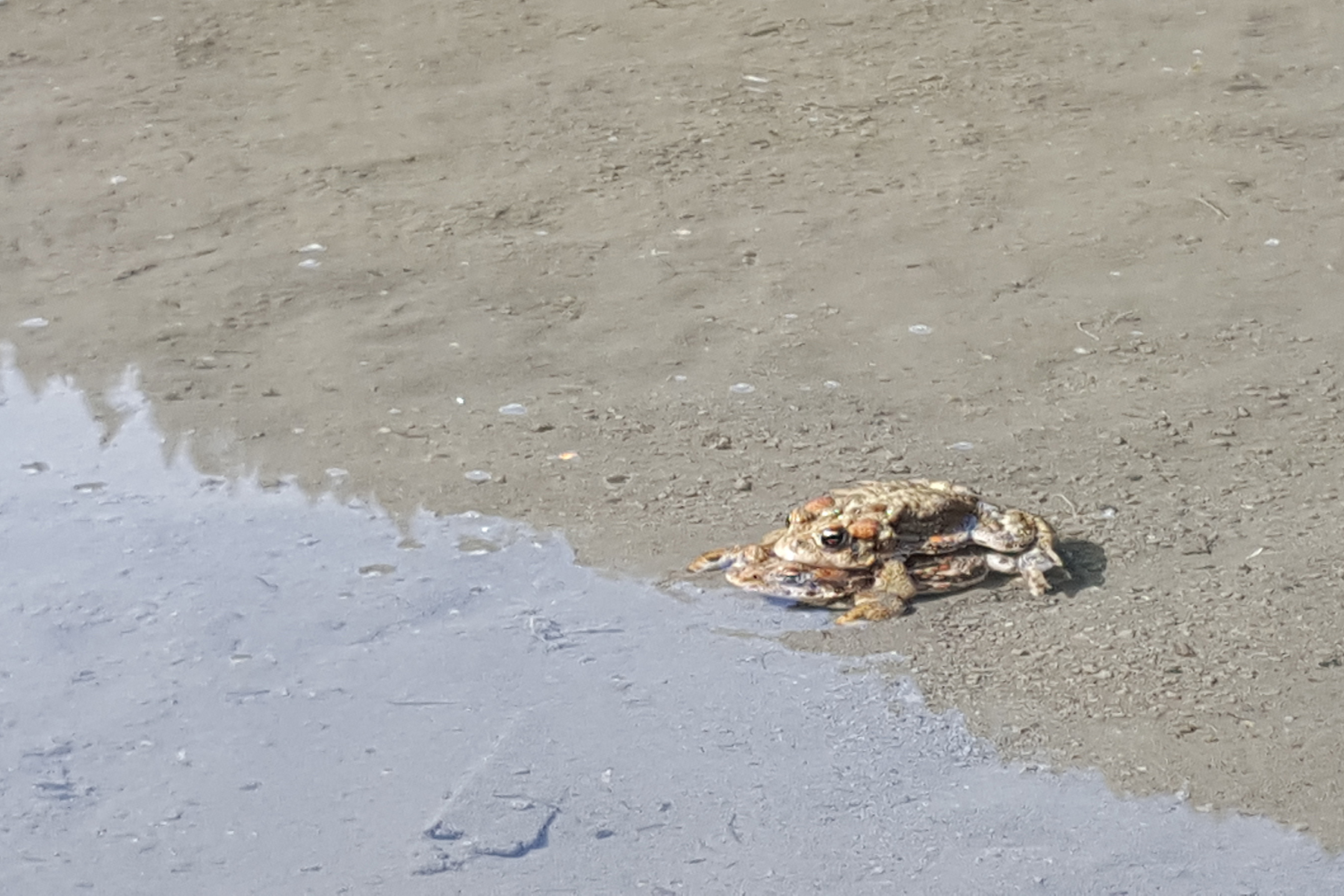Little lost lake valemount trail hike frogs (7 web) – Hike Valemount