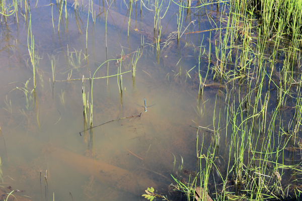 George Hicks elevation – Hike Valemount